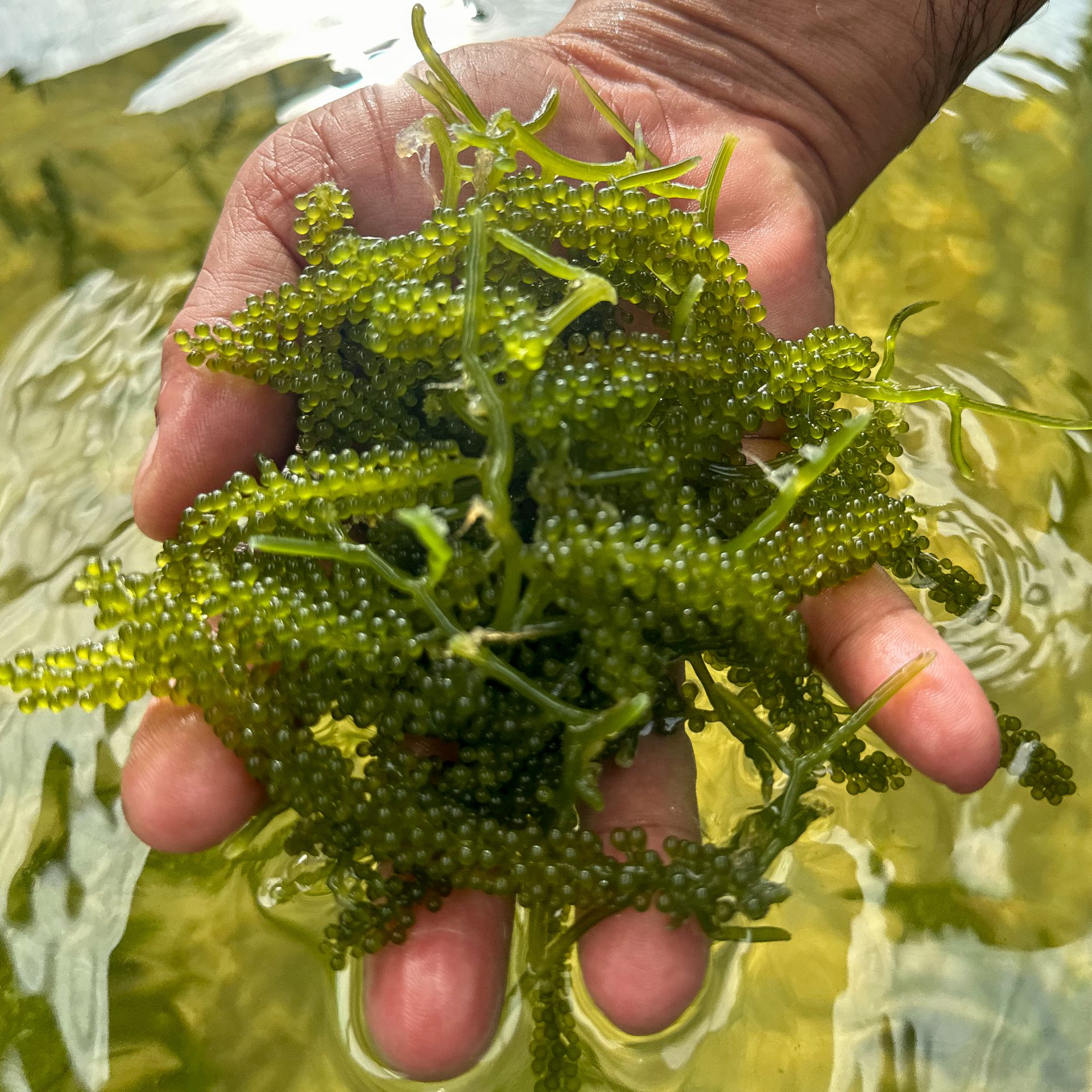 Latok Yusheng | Rebak Island Resort & Marina